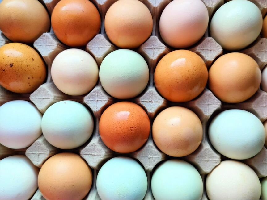 Инкубационное яйцо