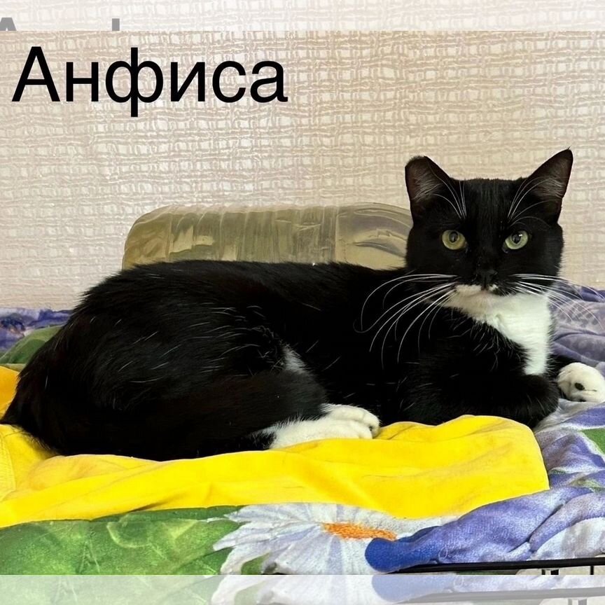 Чёрно-белая Кошка на счастье