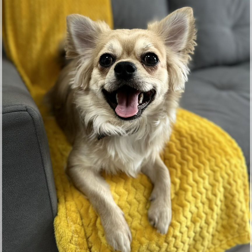 Чихуахуа, взрослый пёс