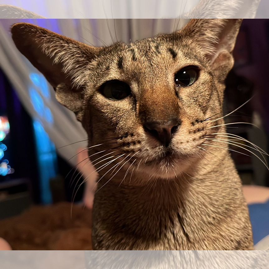 Ориентальня кошка