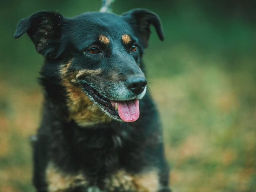 Собака из приюта