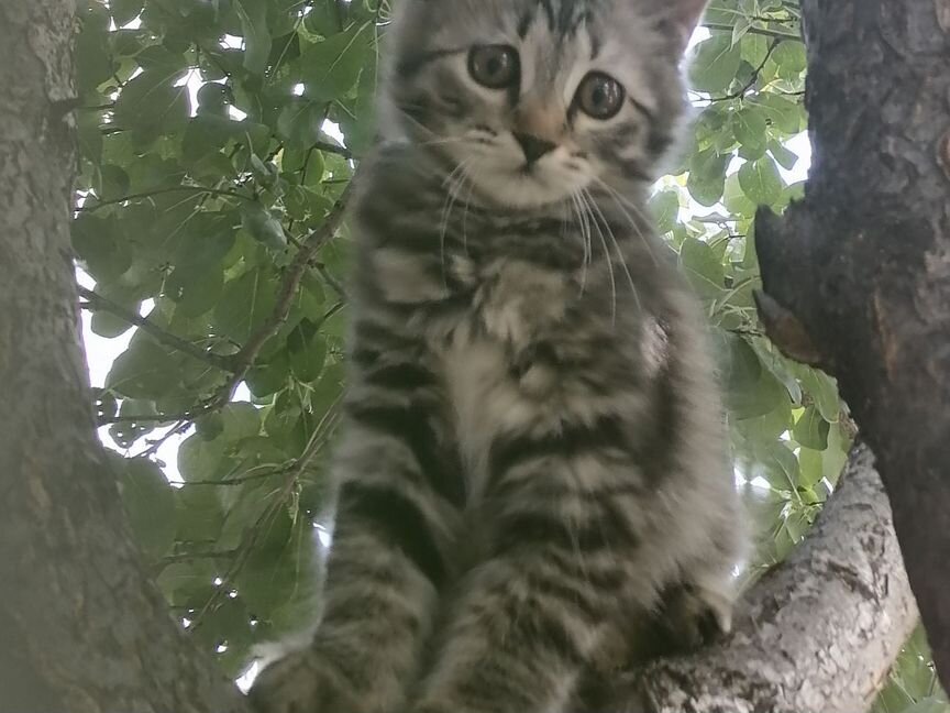 Кошечка в добрые руки