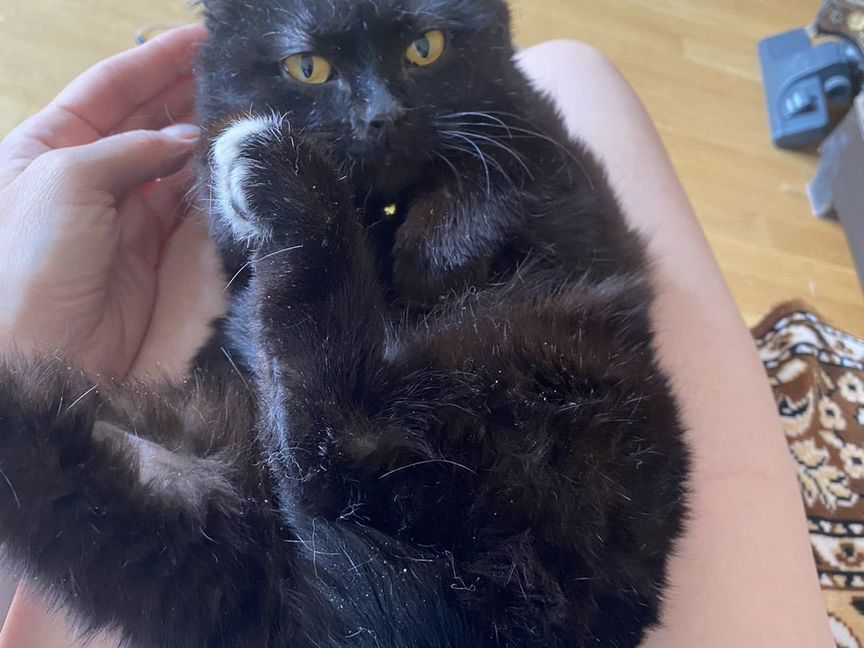 Черный котик ждет дом