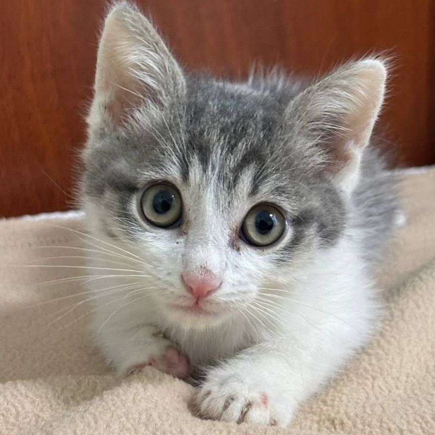 Котёнок самец бесплатно в добрые руки