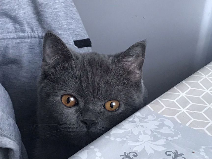 Британский кот