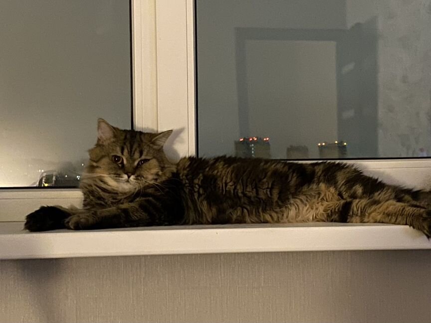 Кошка метис