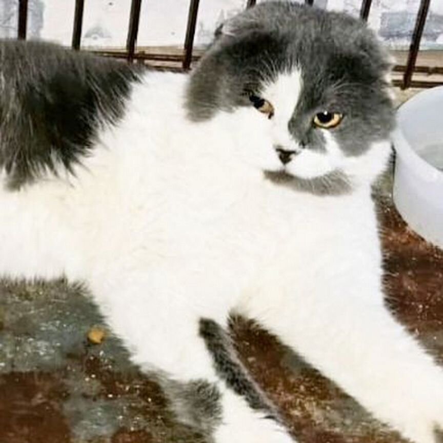 Кот Шотландский вислоухий 3 года