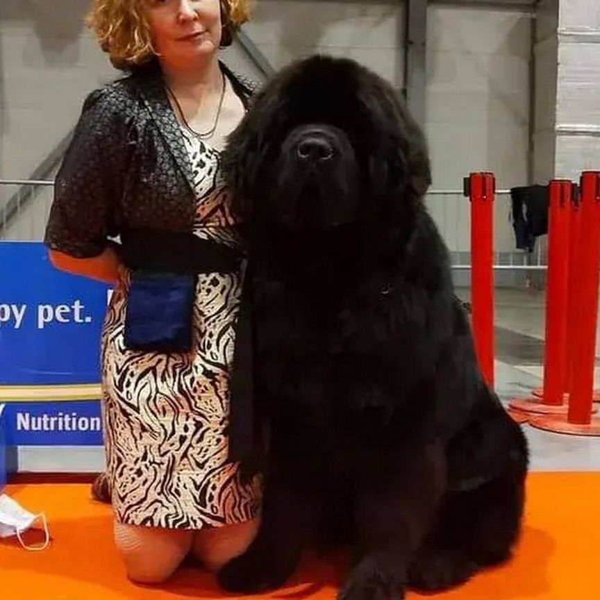 Ньюфаундленд, щенок