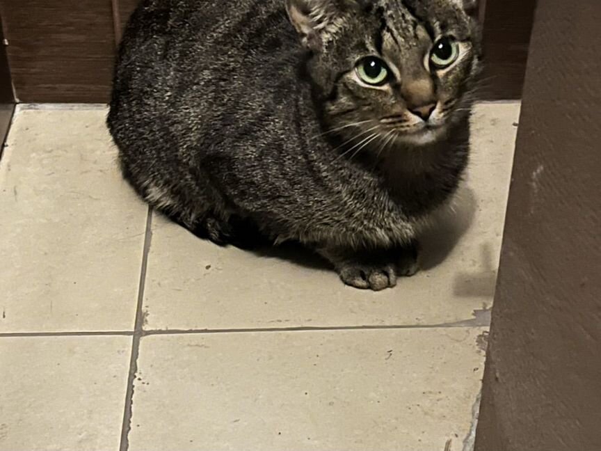 Котики бесплатно в добрые руки