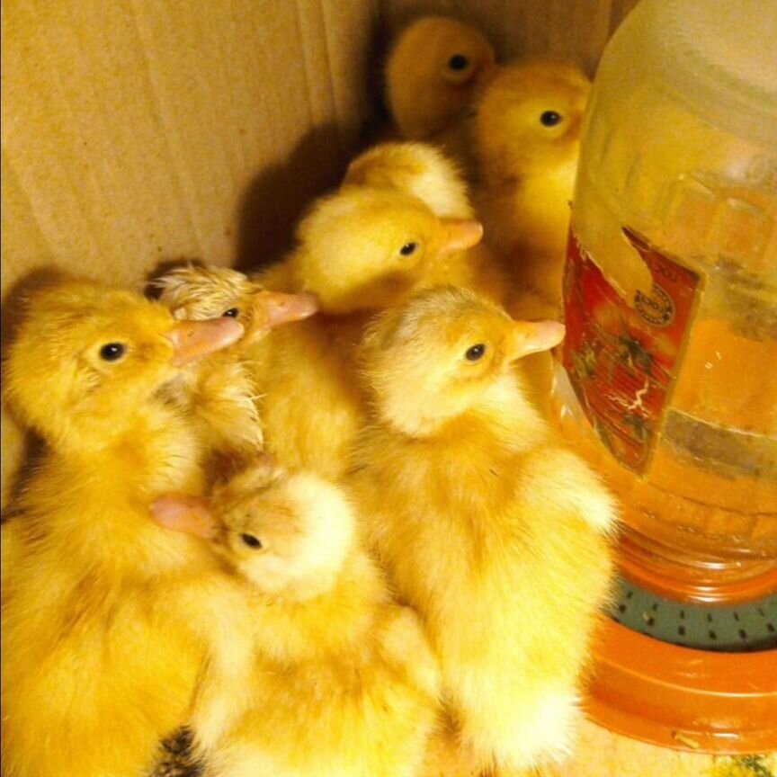 Утята Черри Велли