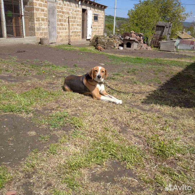 Продам собобаку