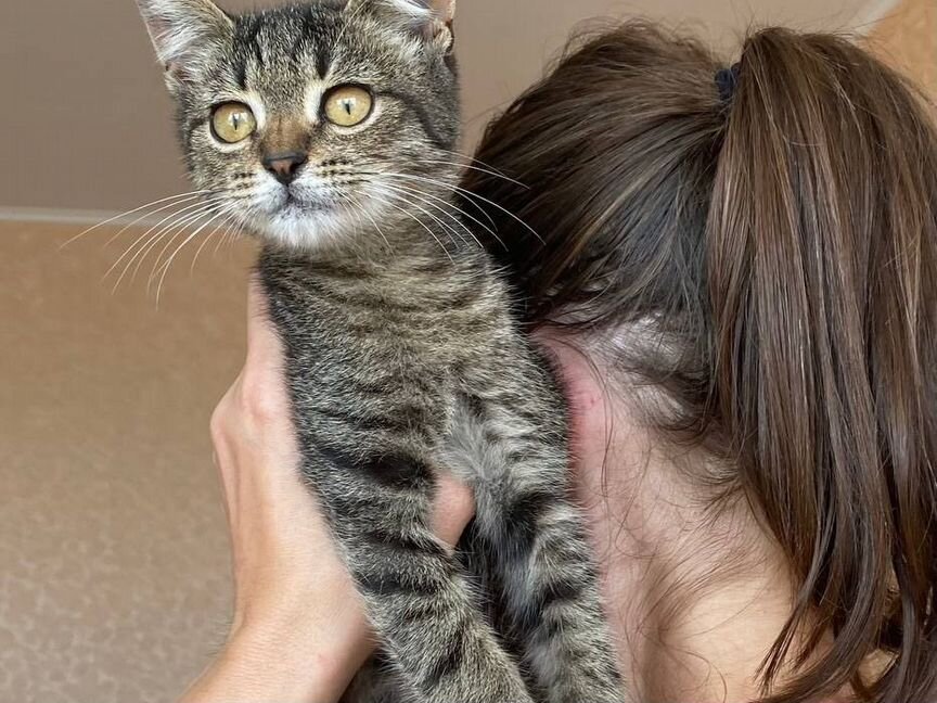 Котенок малыш