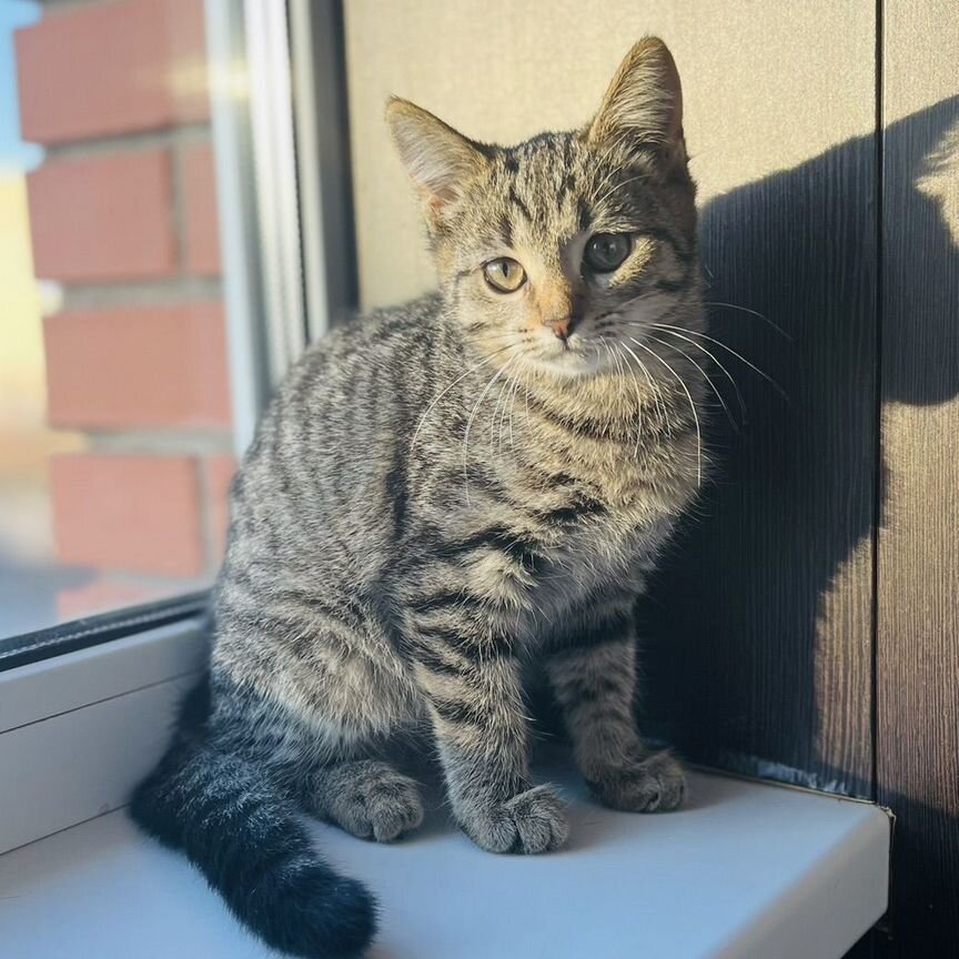 Котенок Вася