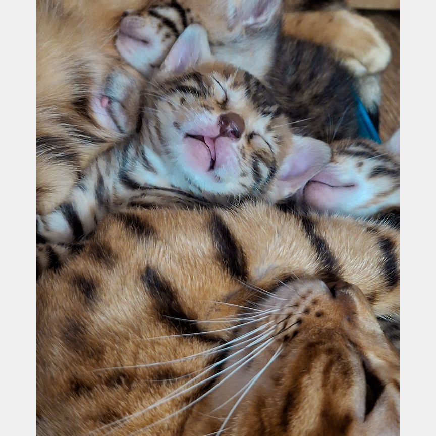 Бенгальские котята