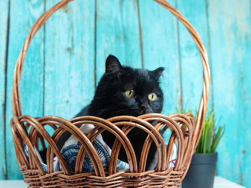 Необыкновенная малышка ищет семью