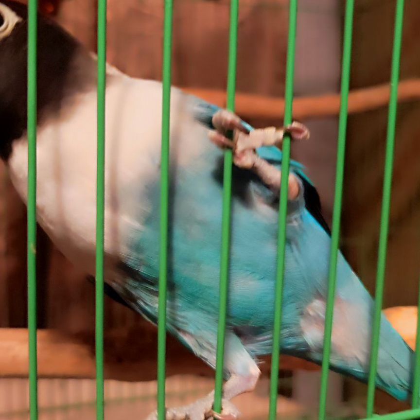 Попугай неразлучник