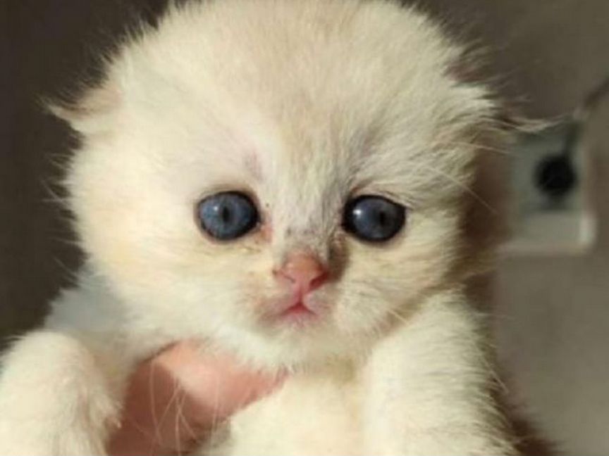 Шотландские котята