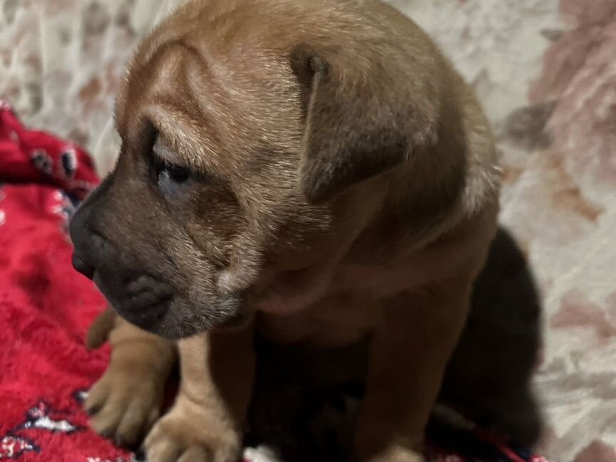 Собака шарпей