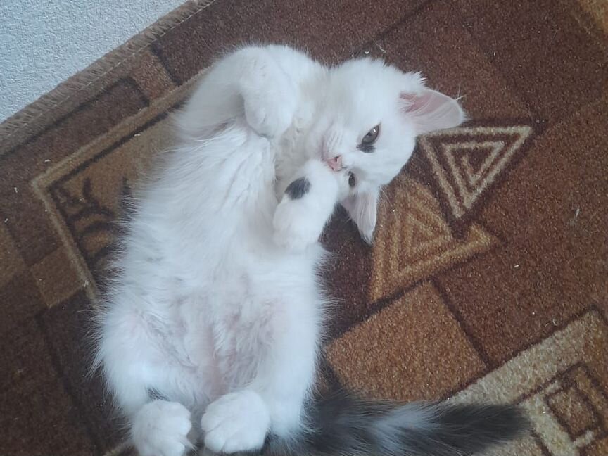 Отдаю котëнка в добрые руки