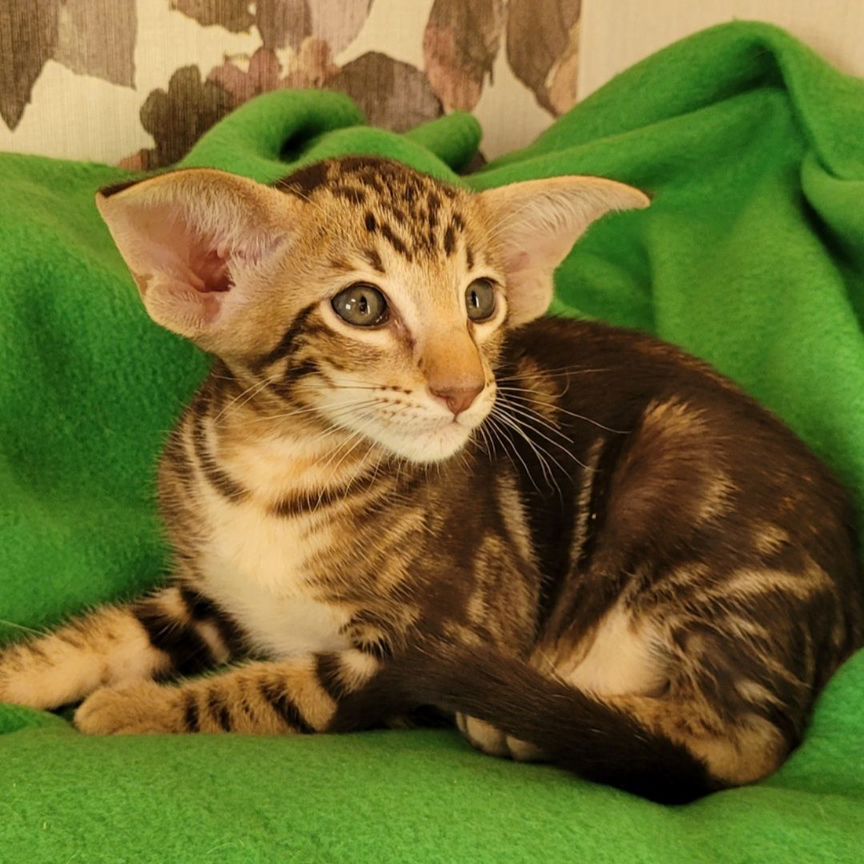 Ориентальный котёнок