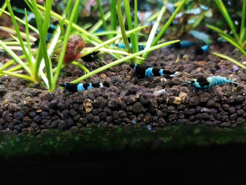 Тайваньские пчелы