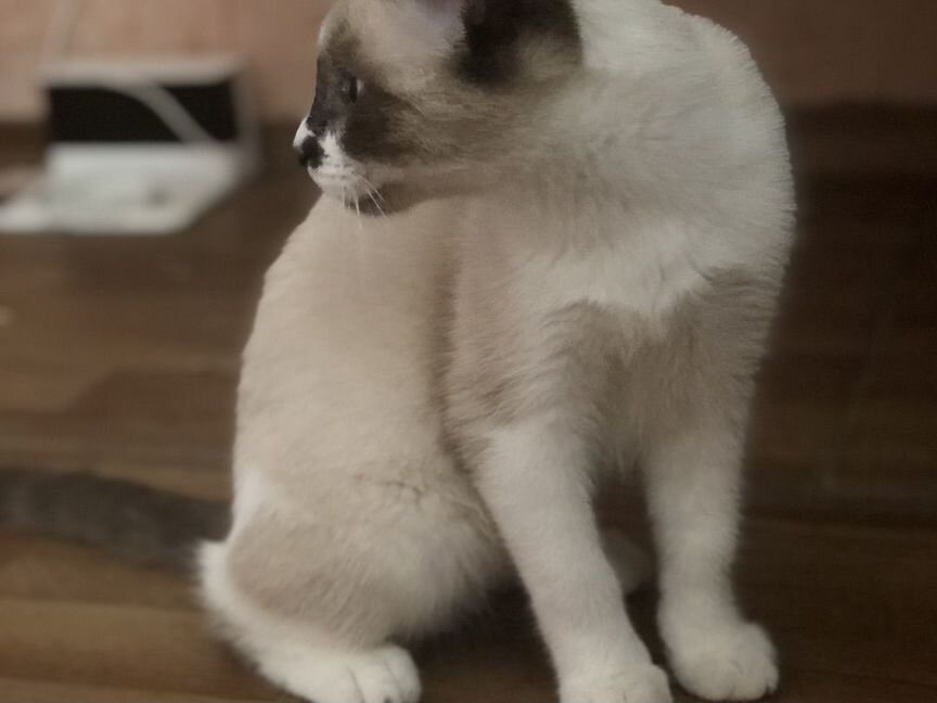 Тайский котенок
