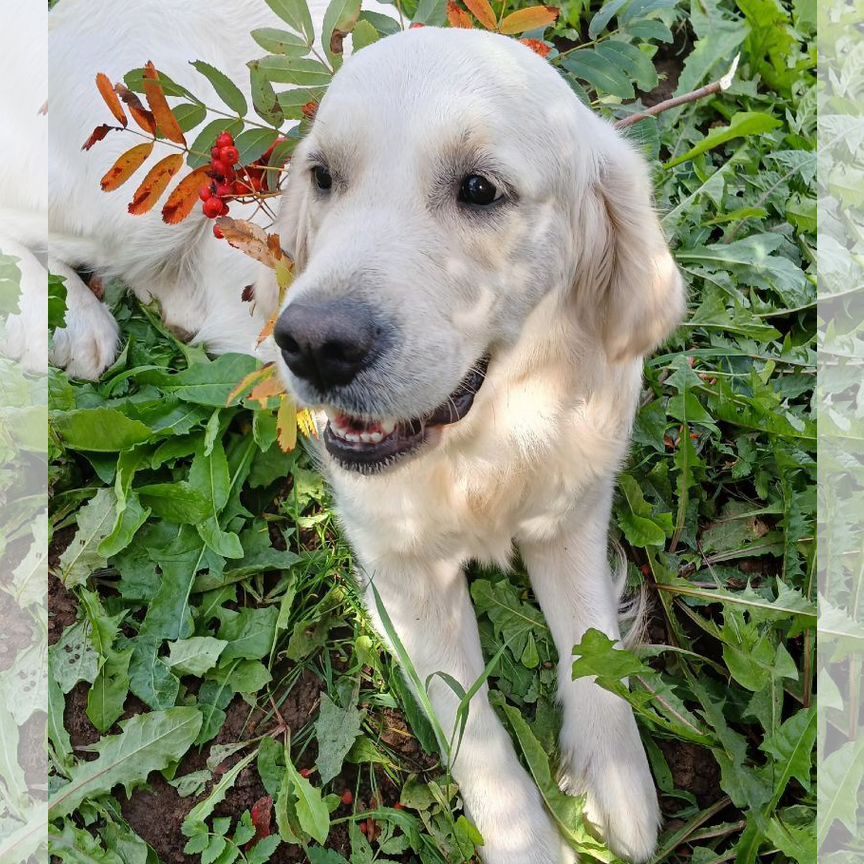 Золотистый ретривер, взрослая собака