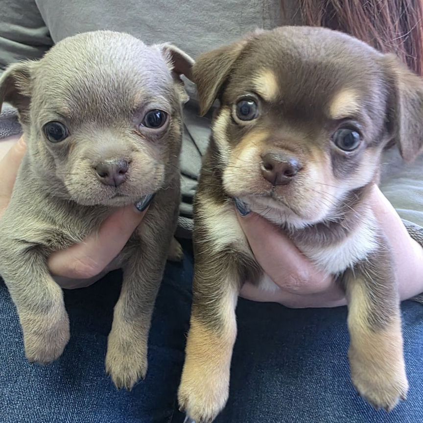 Чихуахуа, щенок