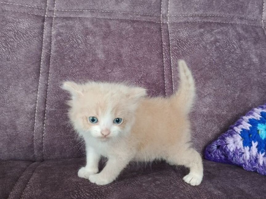 Персиковое счастье