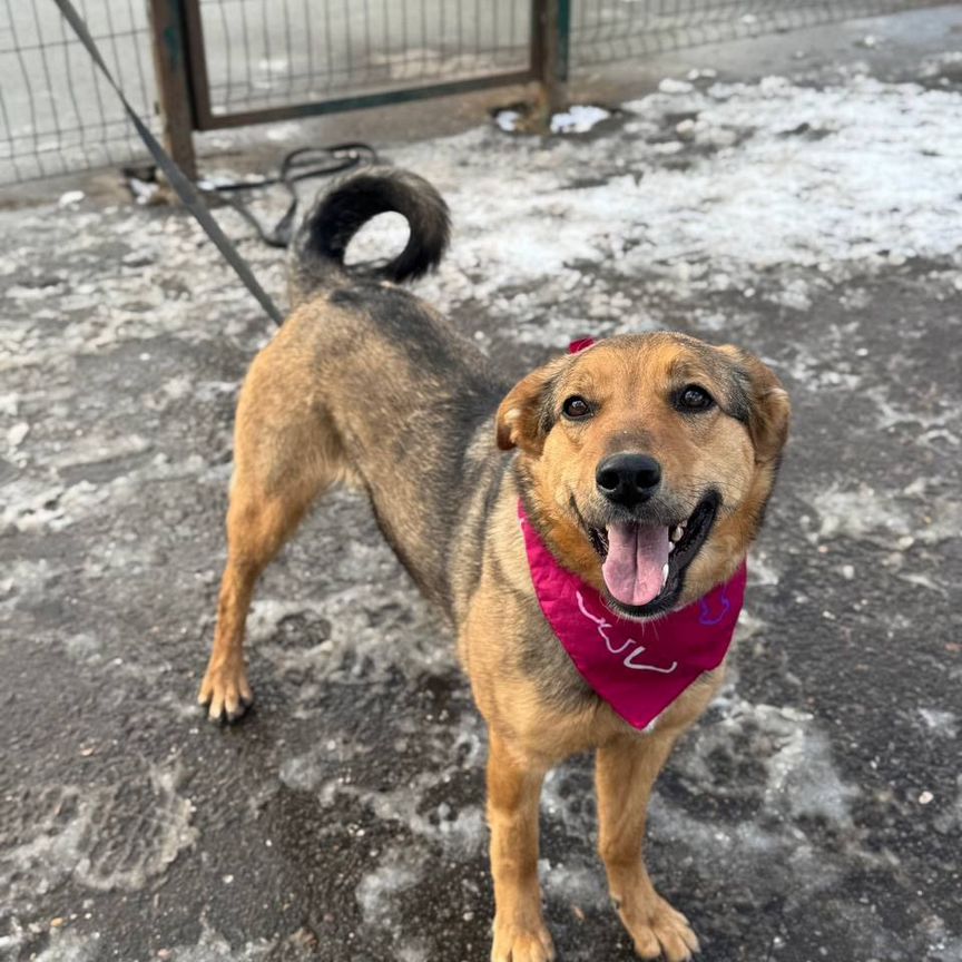 Собака в добрые руки отдам бесплатно