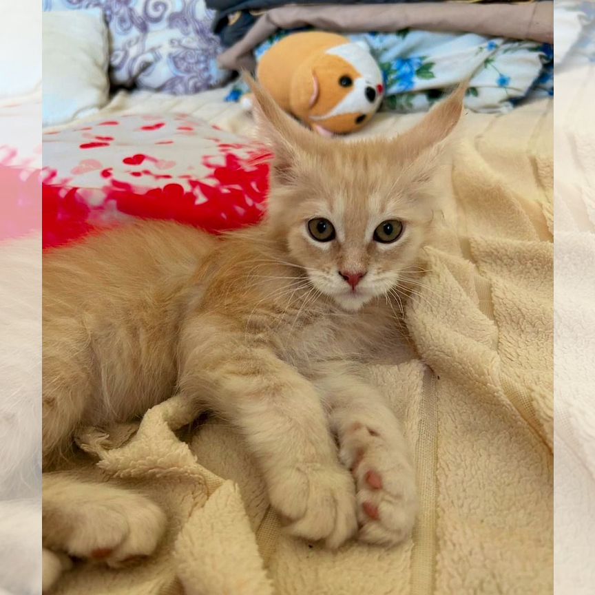 Котенок мейн-кун
