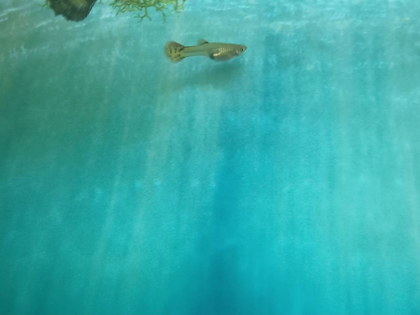 Аквариумные рыбки гуппи