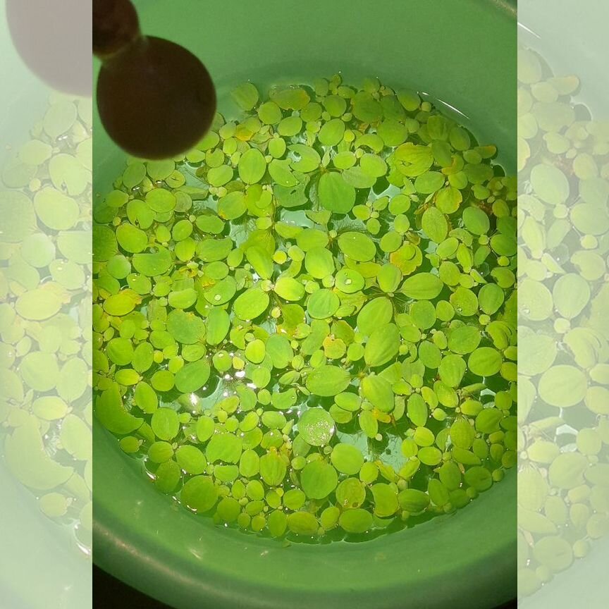 Пистия, Цена за всё