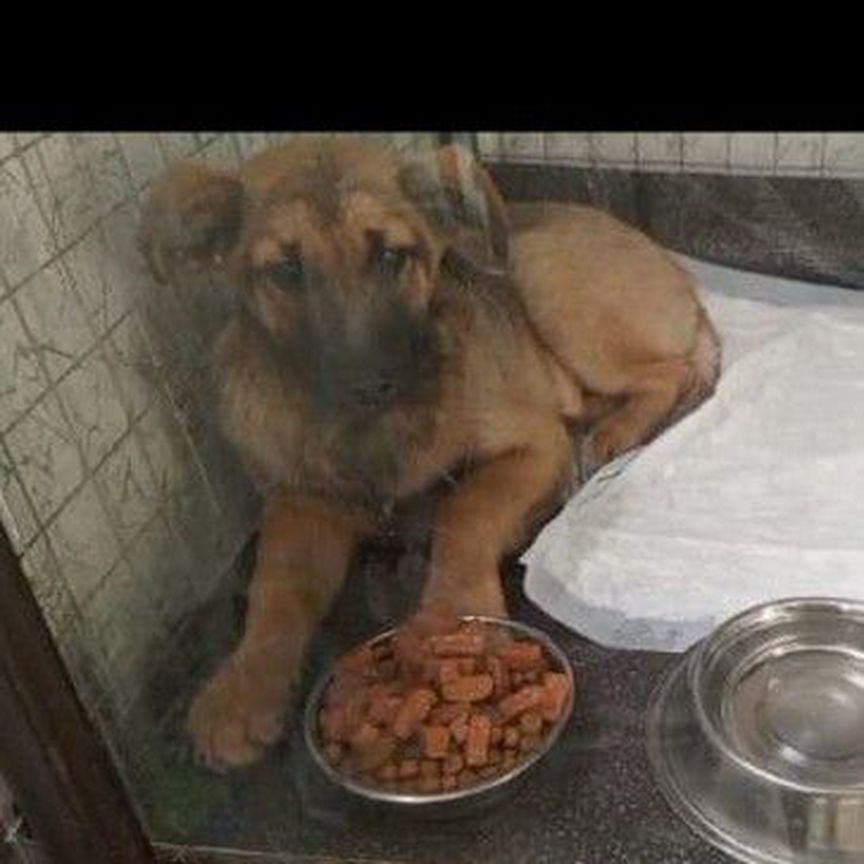 Мальчик щенок во двор