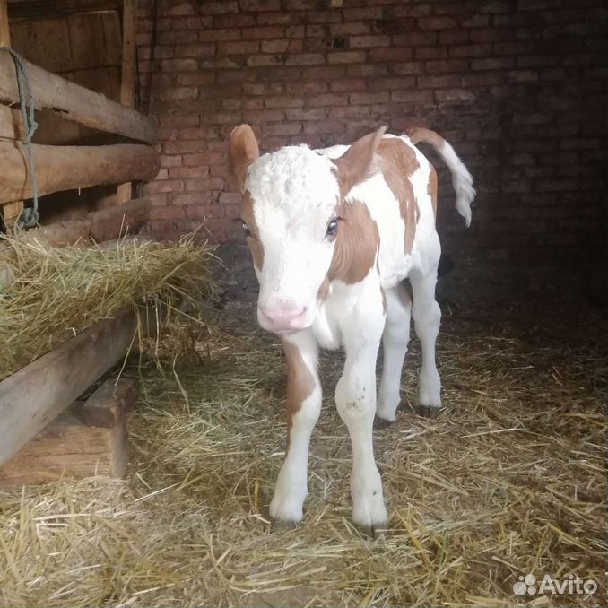 Телята бычки сементалы