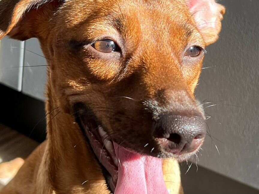 Отдам в добрые руки такса