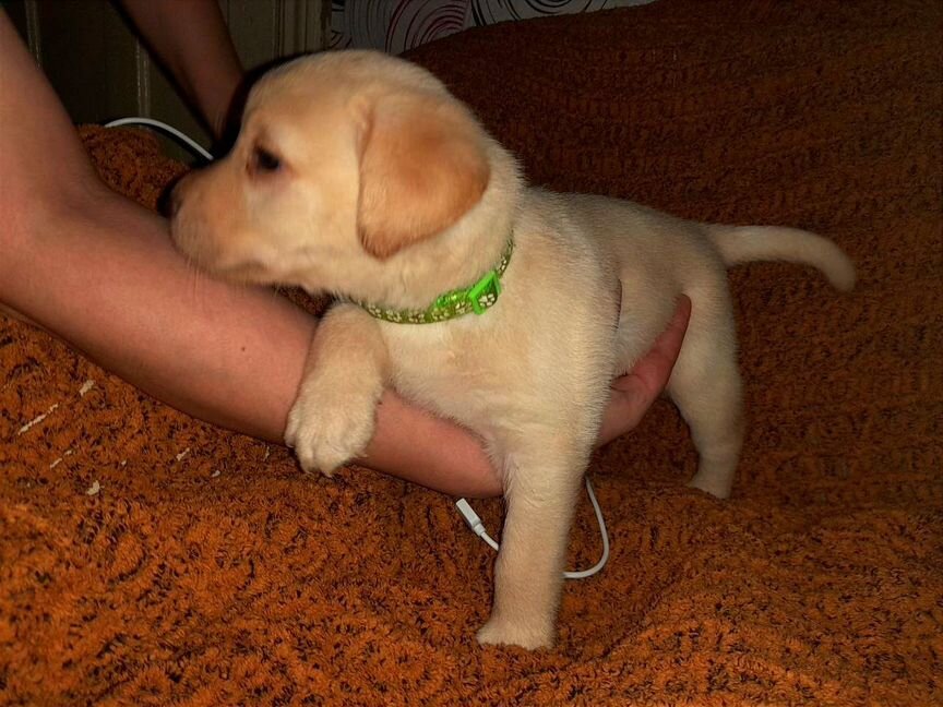 Щенки лабрадора