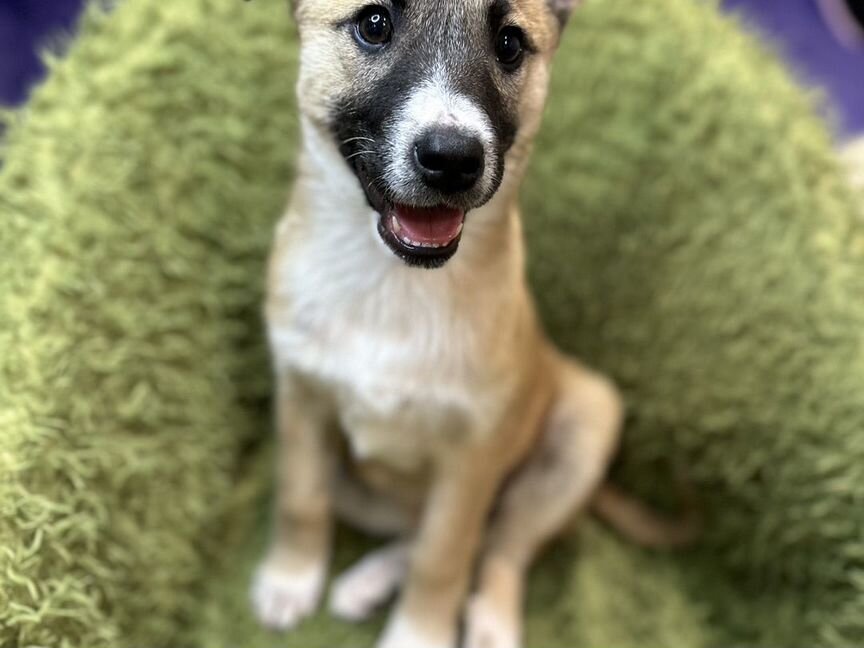 Щенок в добрые руки