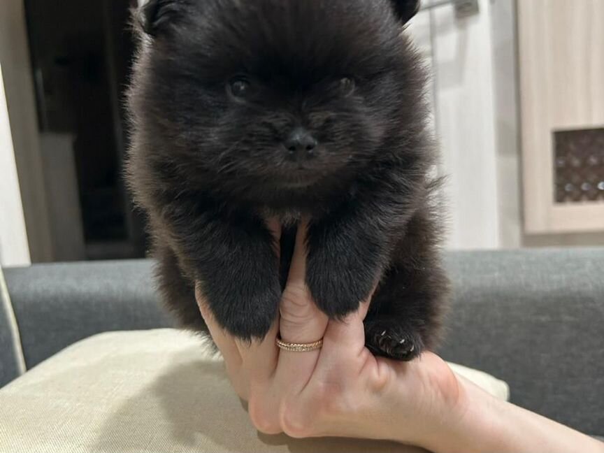 Померанский шпиц мини мишка мальчик