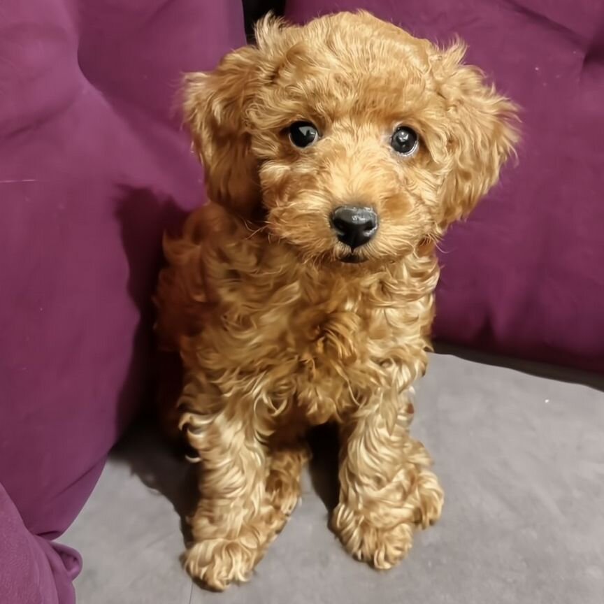 Карликовый пудель, щенок