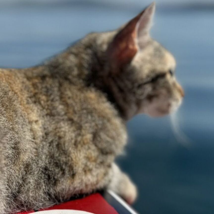 Взрослая, кошка в добрые руки