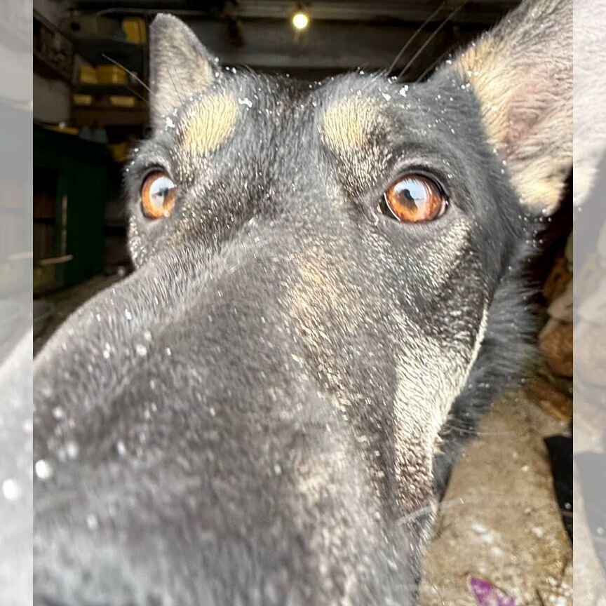 Взрослый пёс в добрые руки