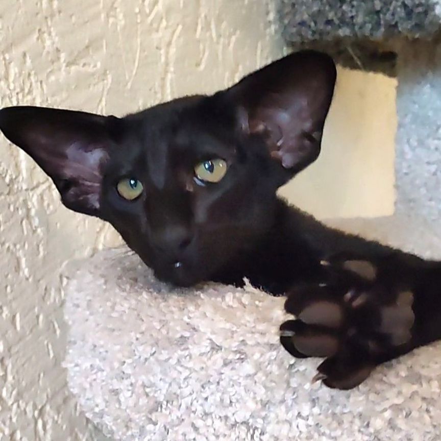 Ориентальный котёнок