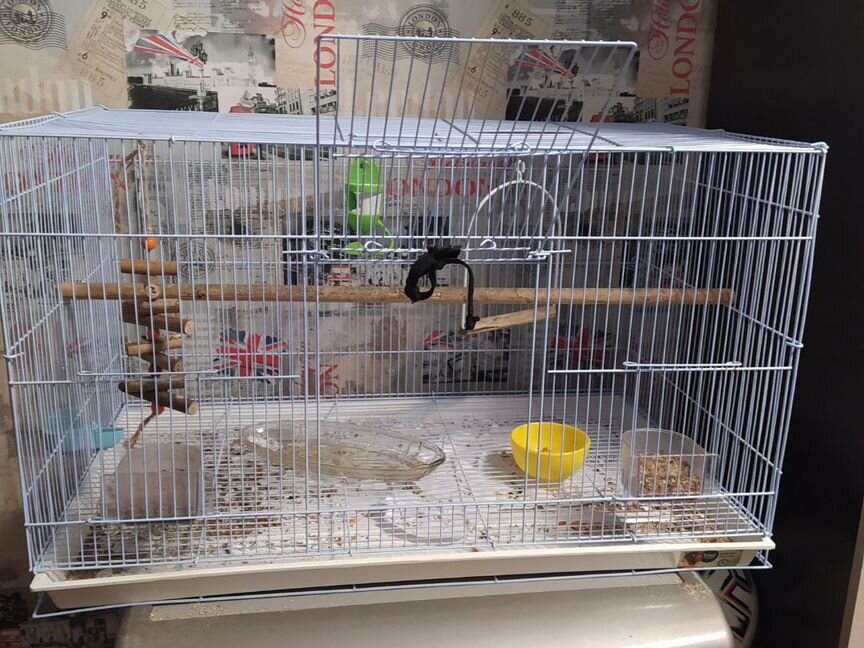 Попугаи какарики