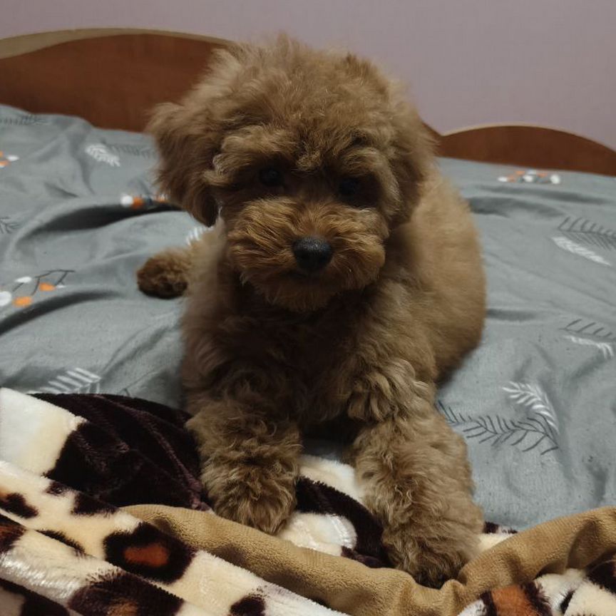 Карликовый пудель, щенок