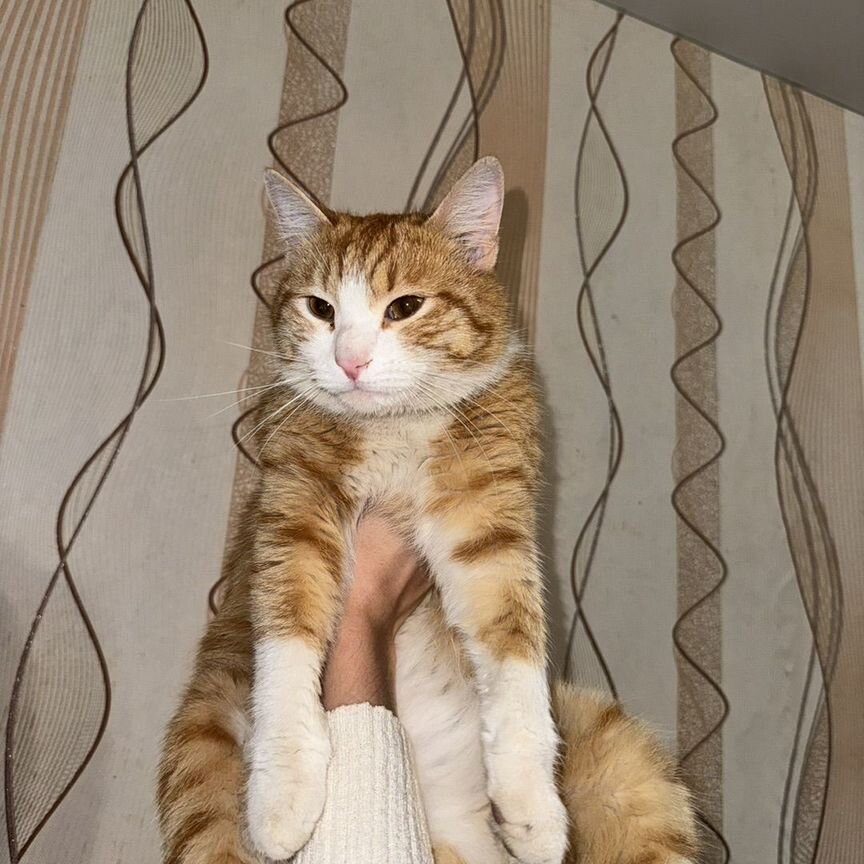Хозяин найдись