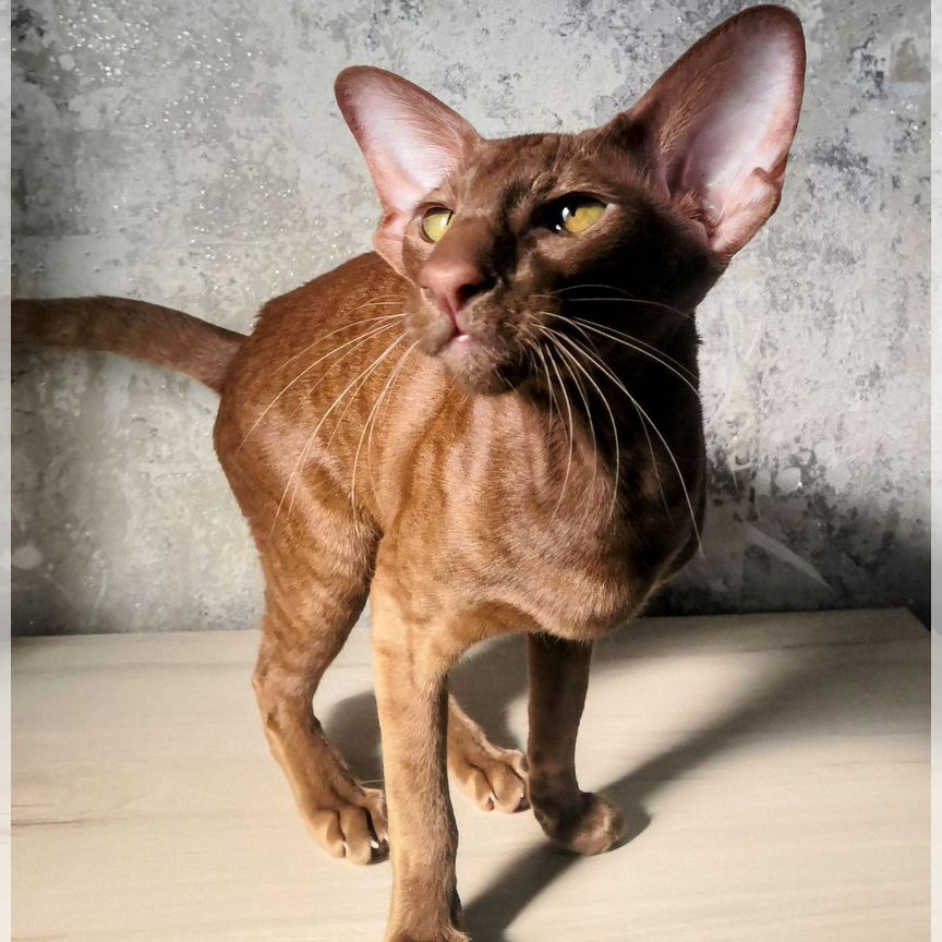 Ориентальные котята