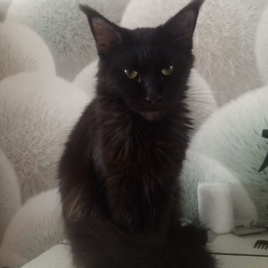Кошка мейкун девочка