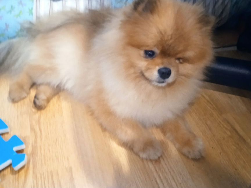 Отдам шпица