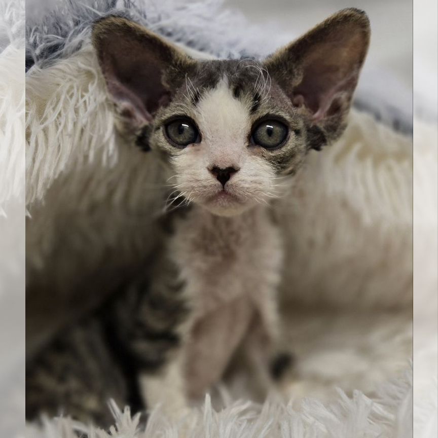 Девон-рекс котёнок